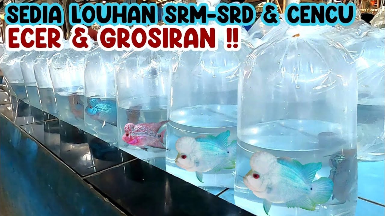 CEK‼️UPDATE HARGA LOUHAN || LOUHAN SRM-SRD & CENCU || PASAR IKAN HIAS ...