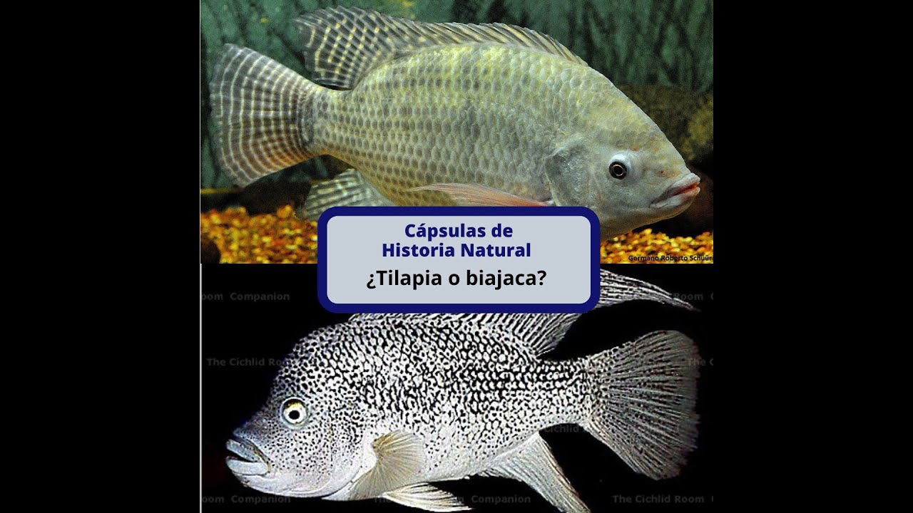 ¿Tilapia o biajaca? - Cápsulas de Historia Natural - YouTube