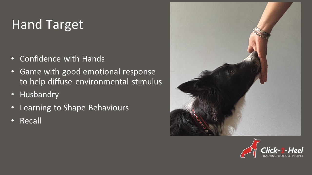 Train a Hand Target - 2 Minutes to Success with Di Martin - YouTube