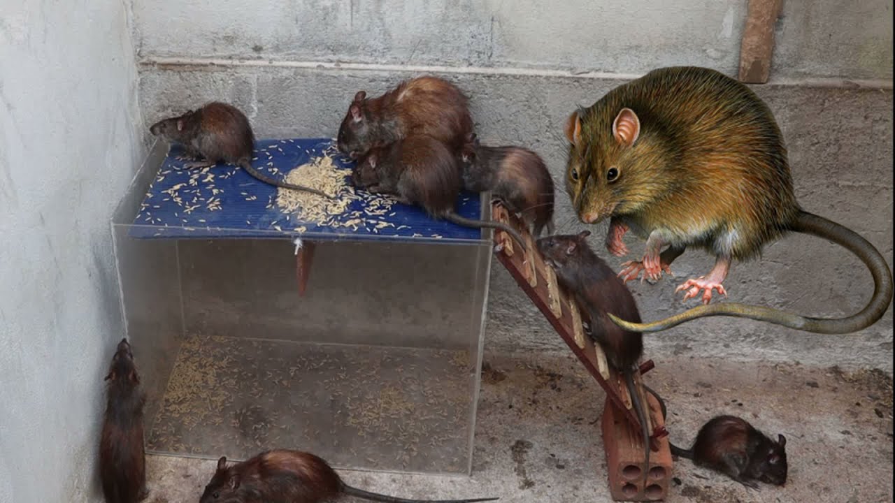 Mouse trap failed - Can come from technical 03 - YouTube