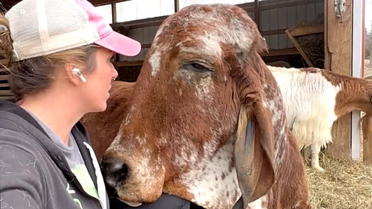 Rejected bull just wants to be everyone's friend - YouTube