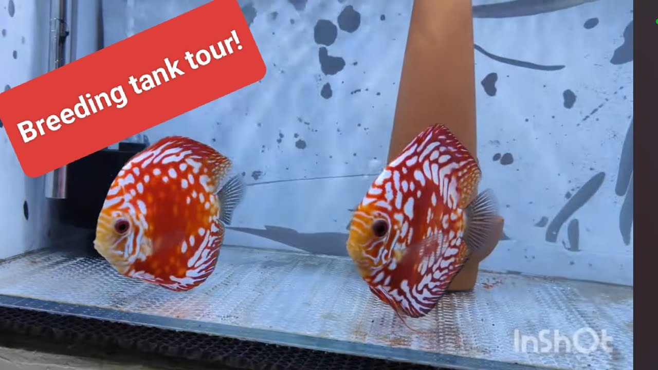 My Discus Breeding Tank Tour 🐟🎏🚕 : Discover their unique traits ...