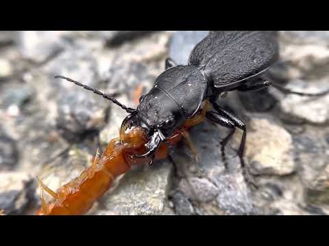 Greater Night Stalking Tiger Beetle devours a centipede.