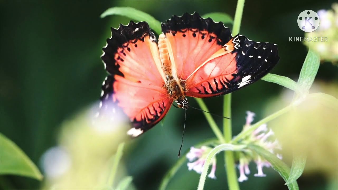 Necher video and song - YouTube