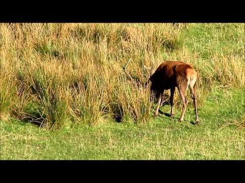West Highland red deer stag and hinds, Ardnamurchan, Scotland, October 2012.