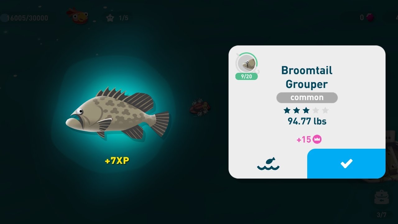 creatures of the deep - broomtail grouper - YouTube