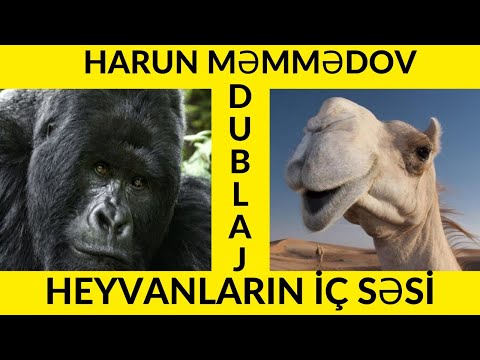 HARUN MƏMMƏDOV HEYVANLARIN İÇ SƏSİ DUBLAJ VİDEOLARI İZLƏDİM #4 | TÜÜÜ ÜZÜNƏ!