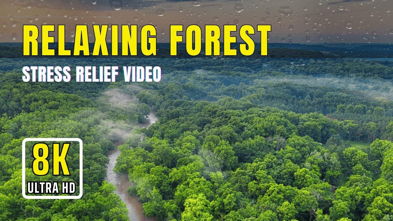 Green Forest Scenery | Relaxing Background Video | The Nature Vibes ...