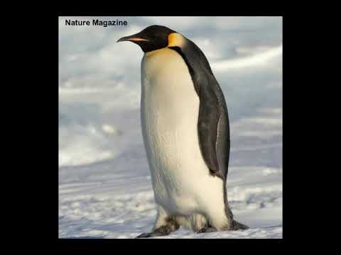 Emperor penguin sound