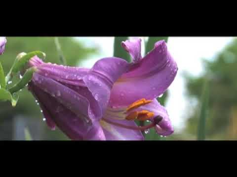 Let It Be - Sandra Nutifafa - YouTube