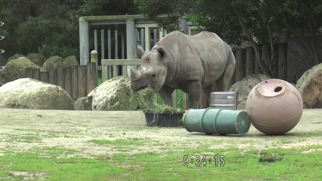 How to Train a Rhino - YouTube