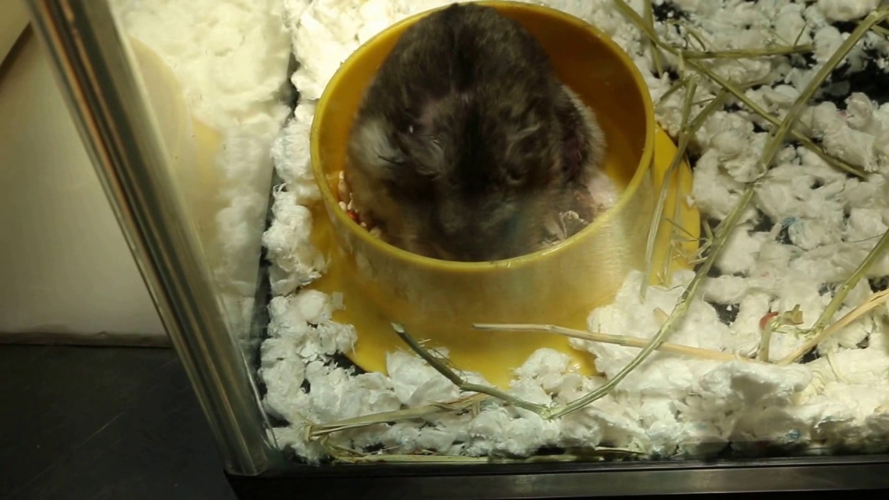 Final Video: A biting dwarf hamster has a gigantic belly lump. What to ...