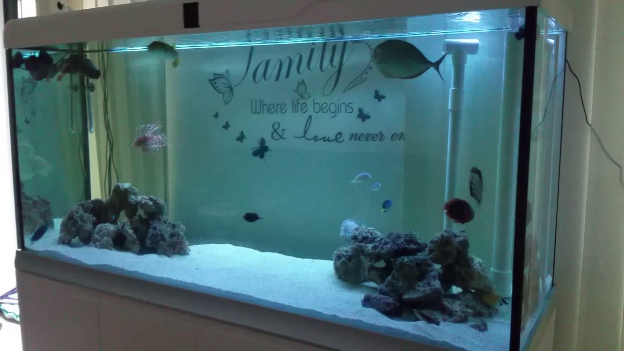 1200 litre salt water fish tank only London - YouTube