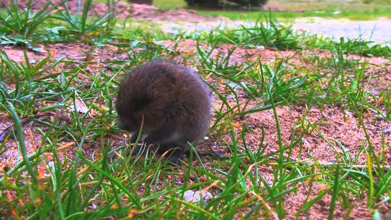 Massive Mouse Fart - Hilarious! - YouTube