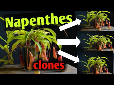 Propagating pitcher plants easy guide for successful - YouTube