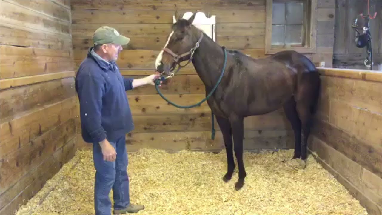 Equine Bodywork for Poll Area Tightness - YouTube