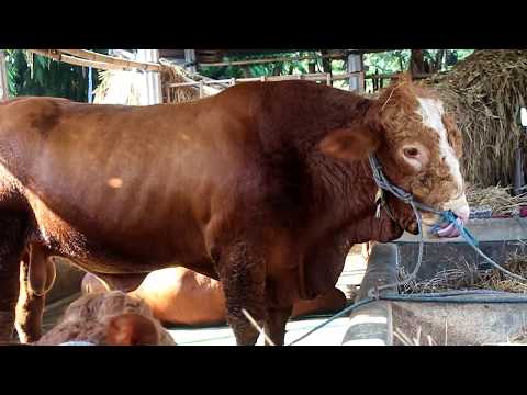 MBS14 intip rahasia sapi gemuk sporty