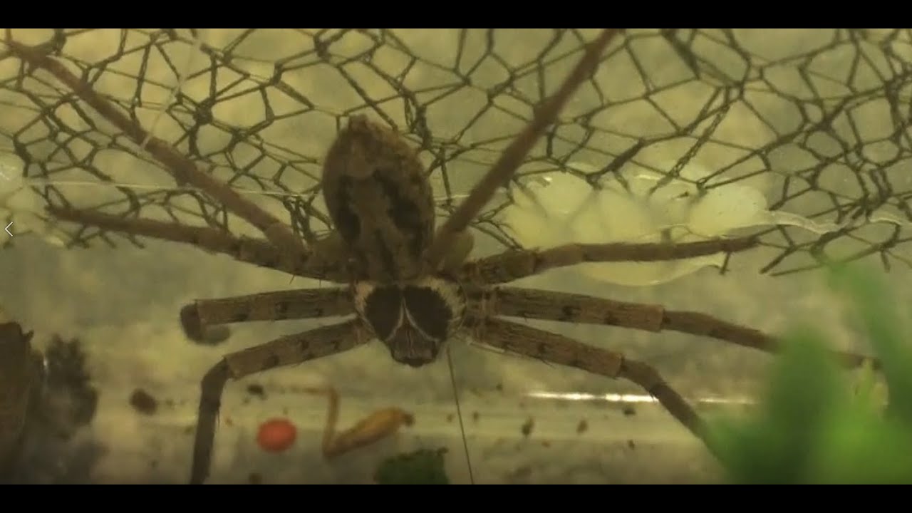 Giant Huntsman Spider Scary Habitat Transfer; Big Fast Scary Spider ...
