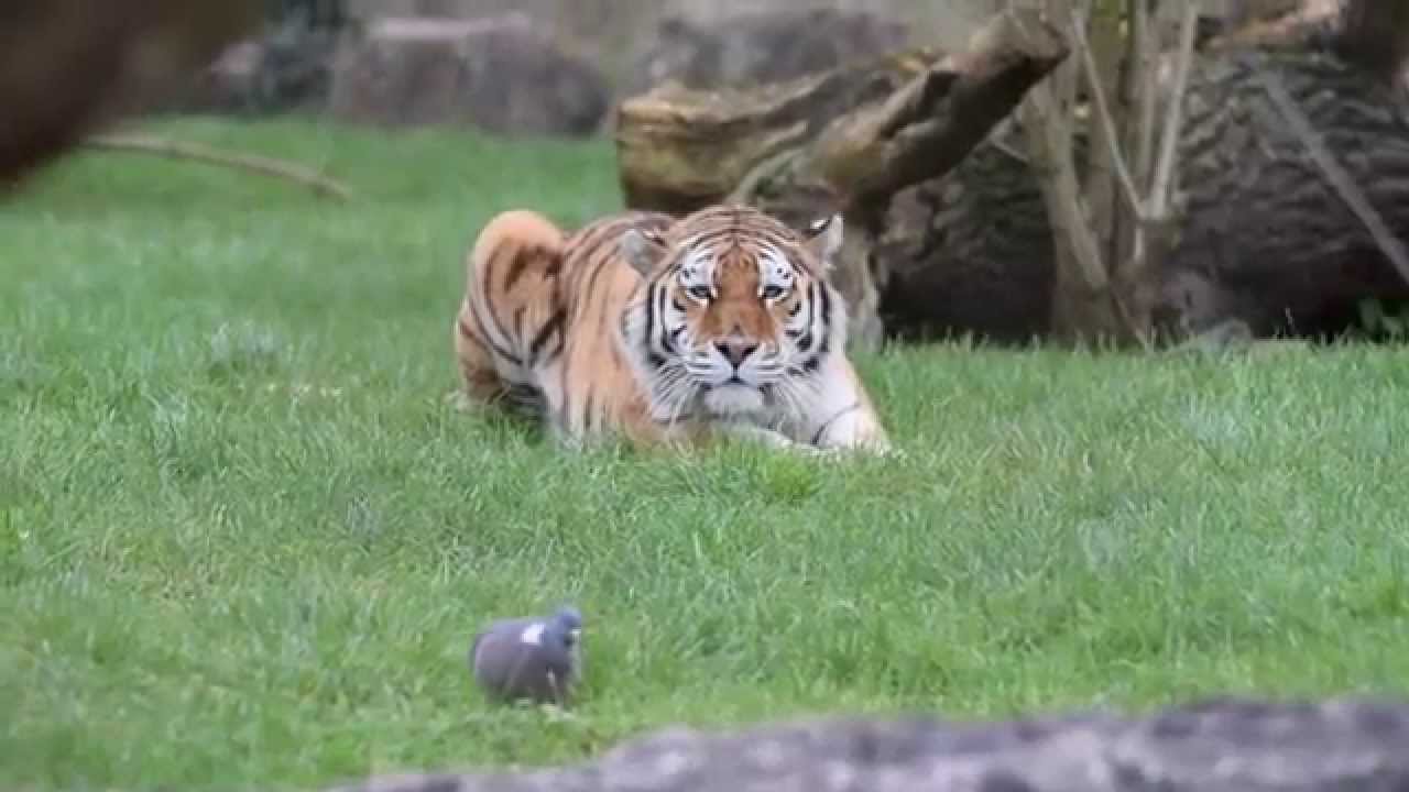Milla the tiger hunts a pigeon at Marwell Zoo - YouTube