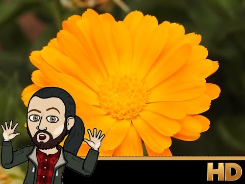 HD 1080P - Nature Scenery Video Calendula  - Doğa Aynısefa Çiçeği