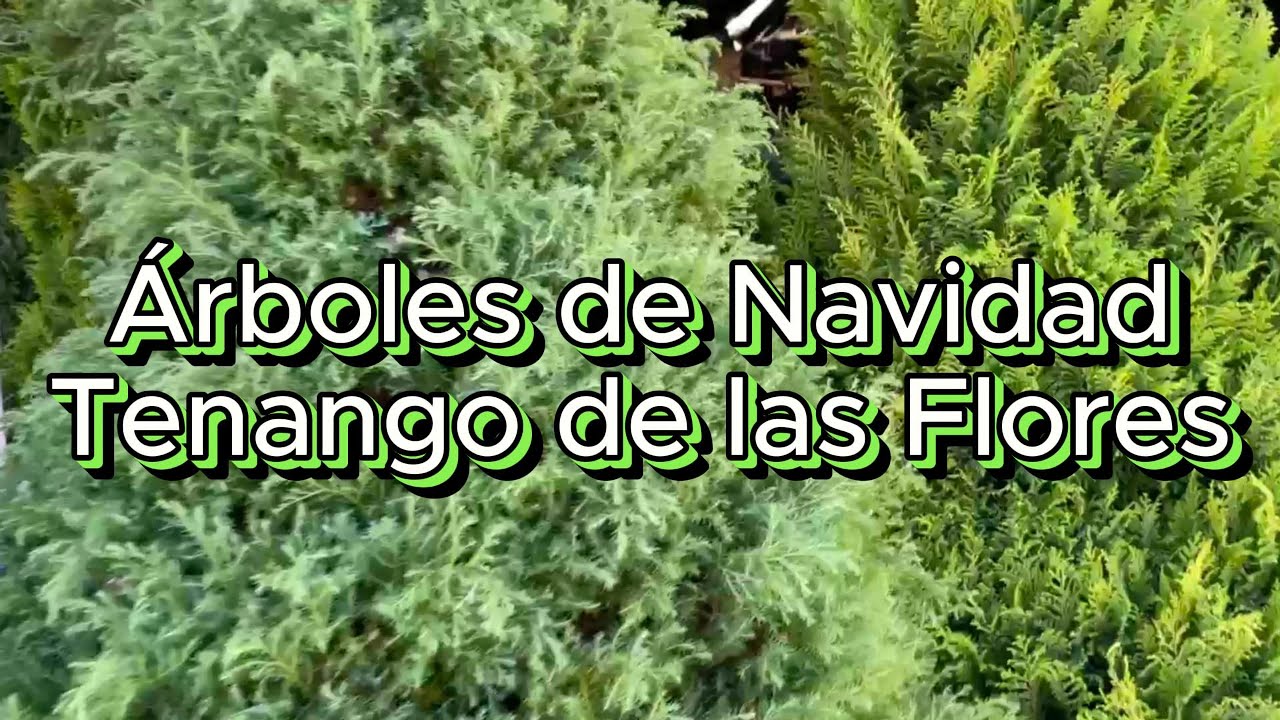 Arboles de navidad en tenango de las flores #arboles #navidad #puebla # ...