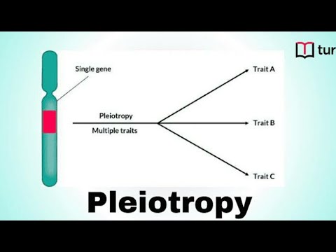 L-17 || GENETICS || PLEIOTROPIC GENE ( PART I ) || - YouTube