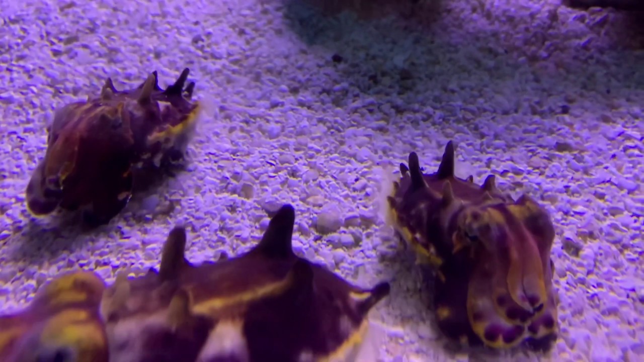 CUTE CUTTLEFISH WALKING - YouTube