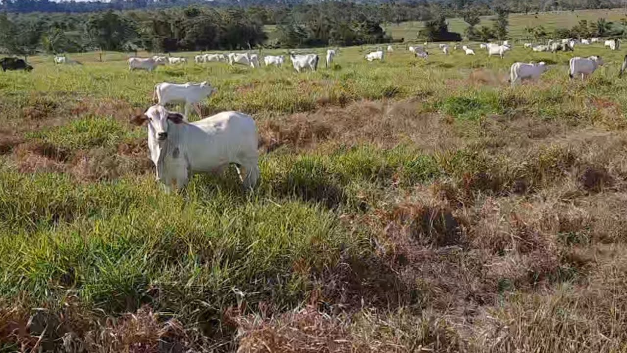 Quanto Est Valendo Um Bezerro Nelore Bom Hoje Na Nossa Regi o YouTube quanto-est-valendo-um-bezerro-nelore-bom-hoje-na-nossa-regi-o-youtube