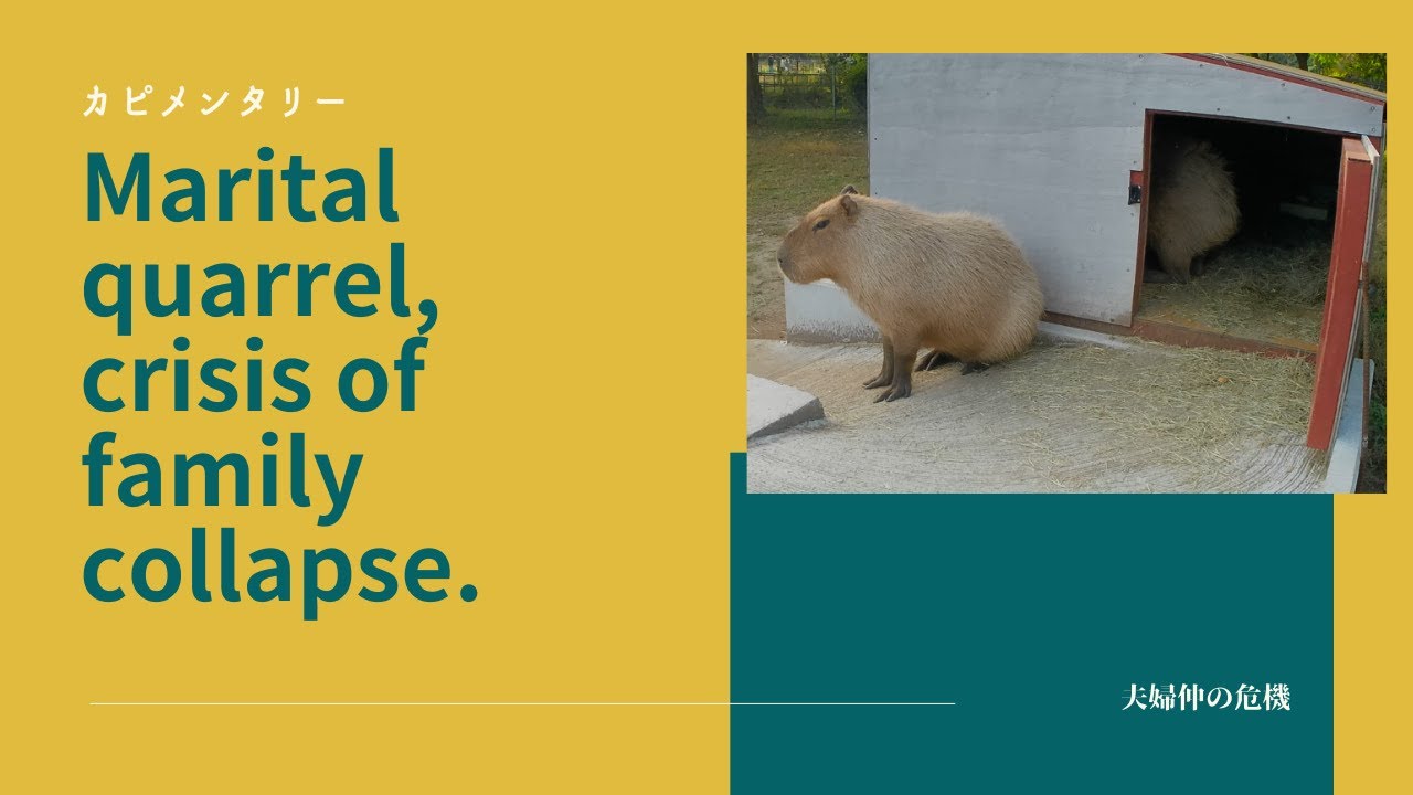 Marital quarrel, crisis of family collapse. - YouTube