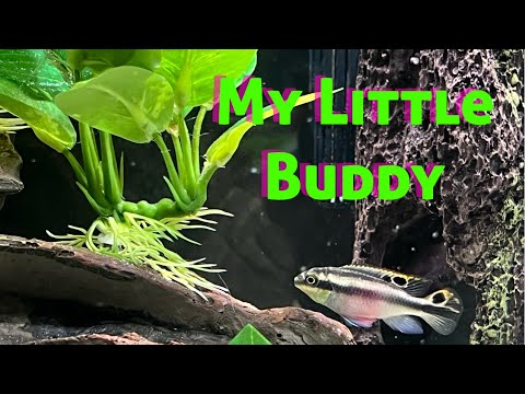 Rainbow Kribs | Kribensis | Cichlids - YouTube