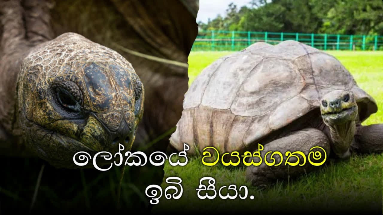 Jonathan: 190-Year-Old Tortoise | Galapagos | ලෝකයේ වයස්ගතම ඉබි සීයා ...