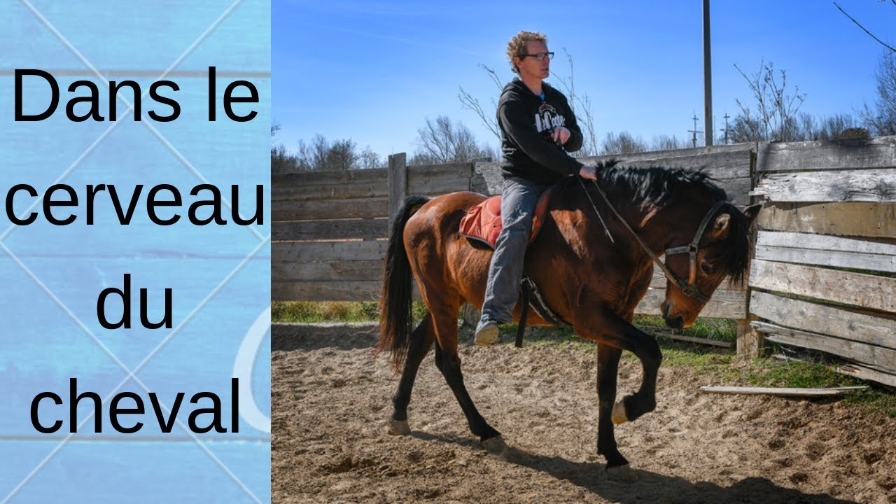 Dans le cerveau du cheval: comment apprend-il? - YouTube