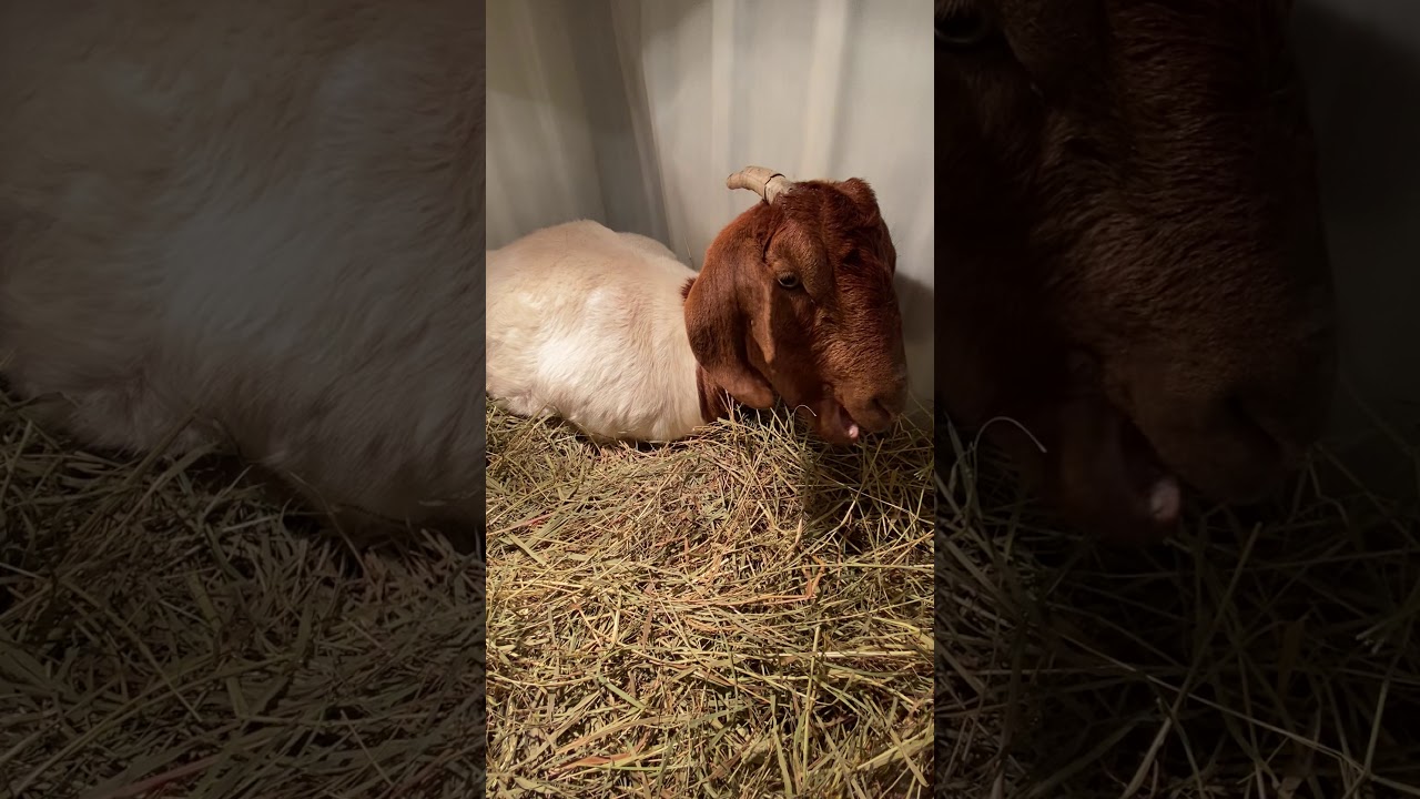 Nubian boer cross baby goat - YouTube