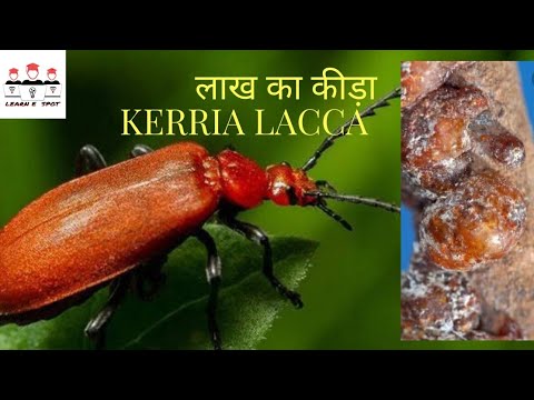 लाख का कीड़ा - kerria lacca #Lac cultivation -agricultural status by ...