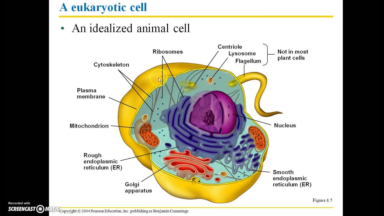 BIO 112 Chapter 4 Part 1: the cell - YouTube