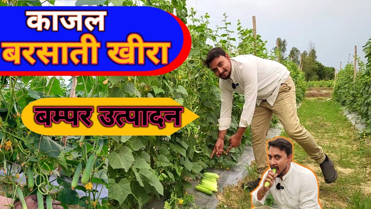 मौसम बदला, खेती बनी खुशियों की बौछार: बरसाती खीरा की खेती का पूरा ...