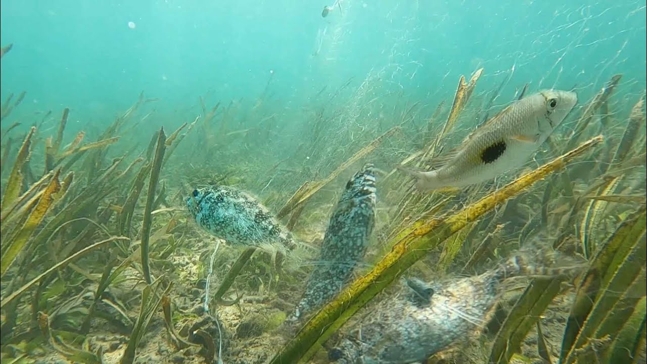 Underwater net fishing rabbitfish or "Danggit" - YouTube