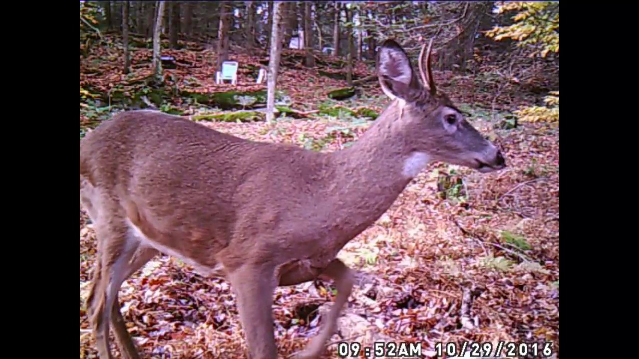 End of the deer season 2016 upstate - YouTube