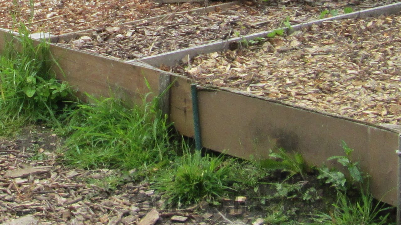 Putting in supporting boards between the path and the beds on the crops ...