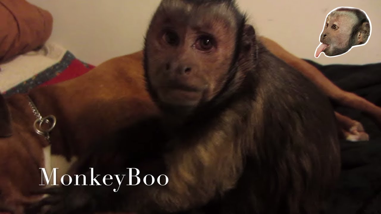 Monkey Puts Pit Bull To Sleep - YouTube