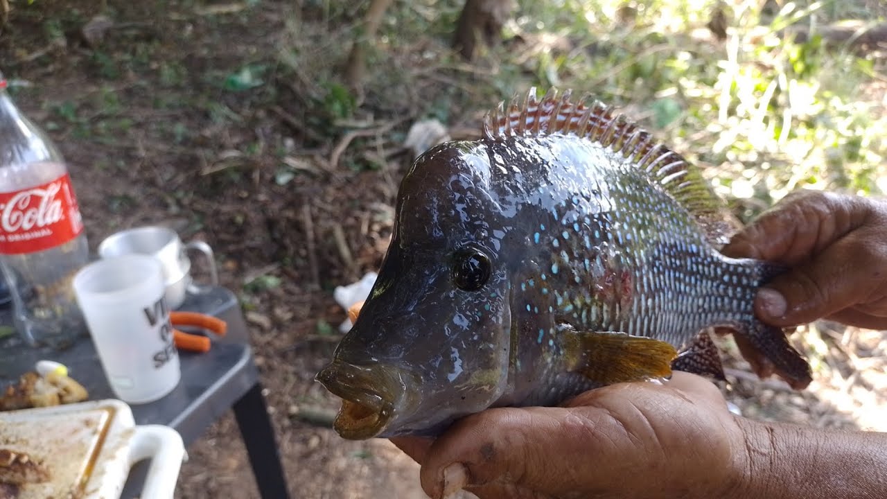 Pescando Tuvira e Cará na lagoa. - YouTube