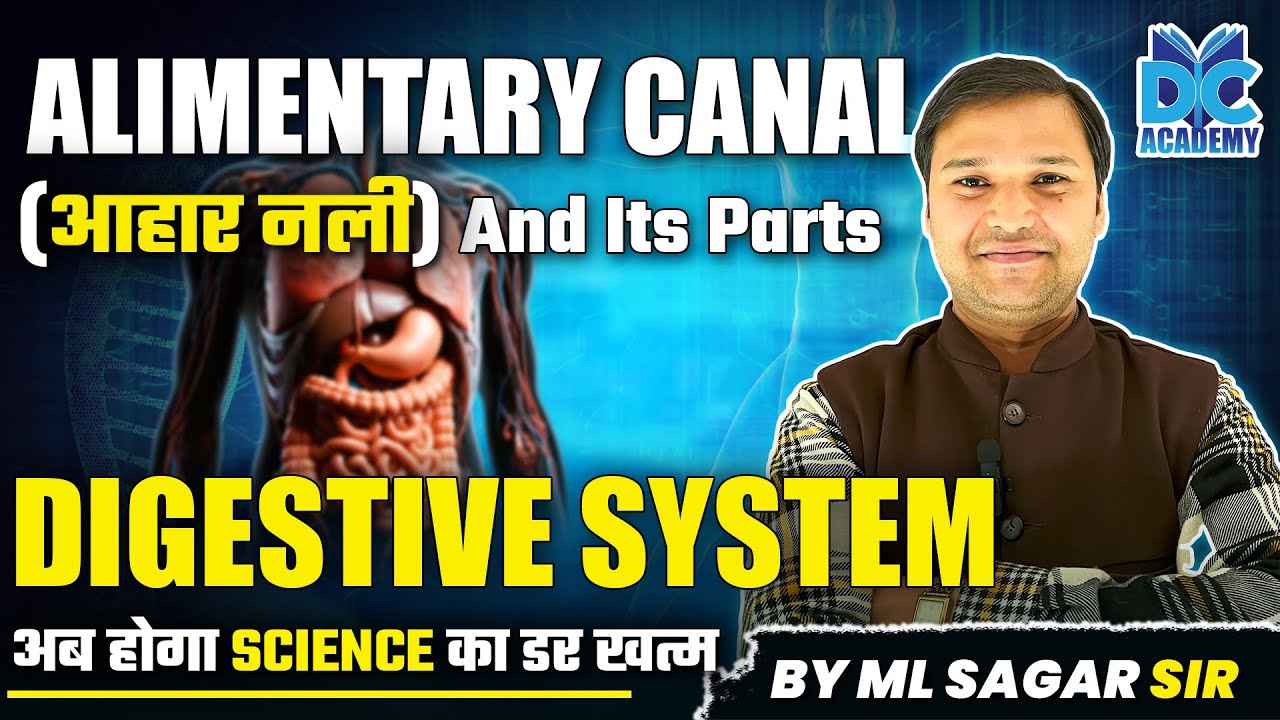 Alimentary Canal | Digestive System| How it Works | Humans Stomach ...