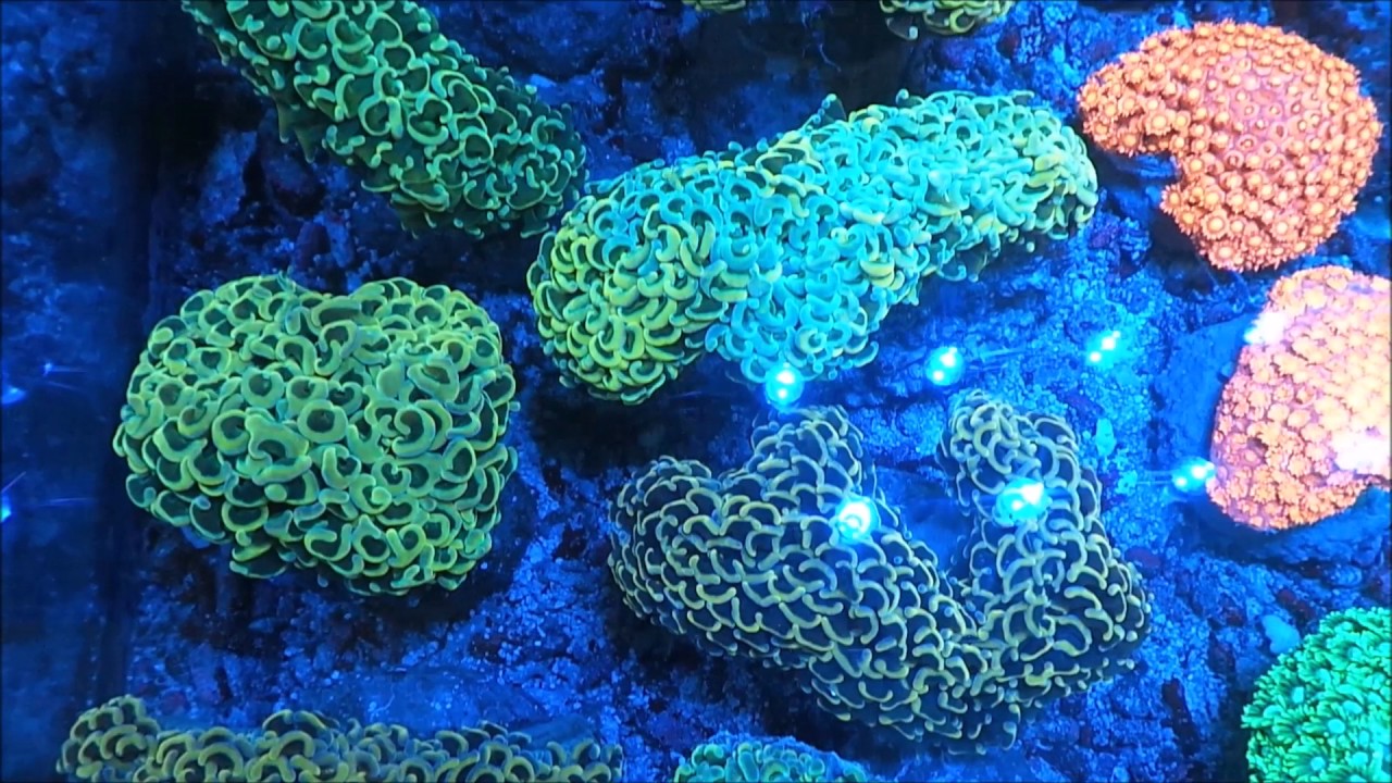 feb 2017 lps - YouTube