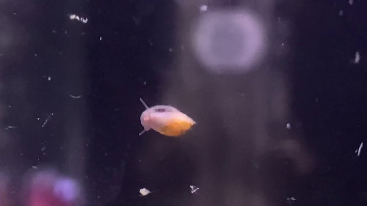 Baby Bladder snail just chilling on glass - YouTube