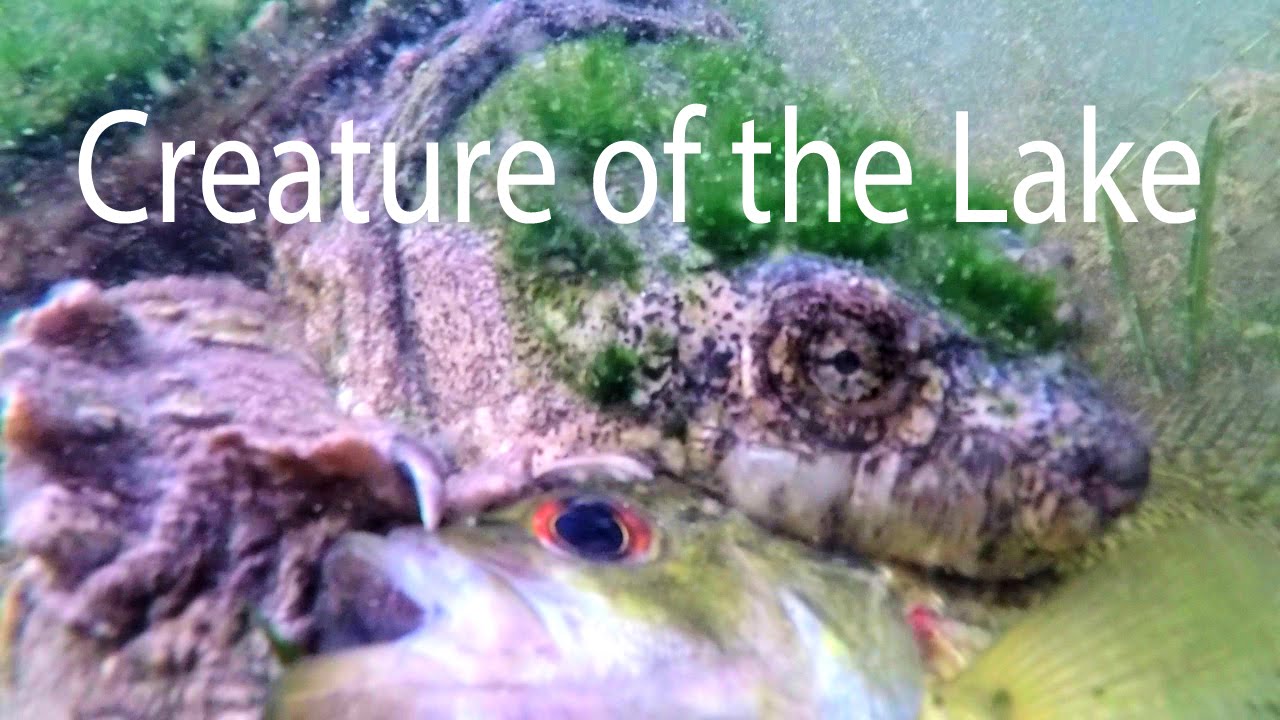 Creepy Creature Lurking in the Lake - YouTube