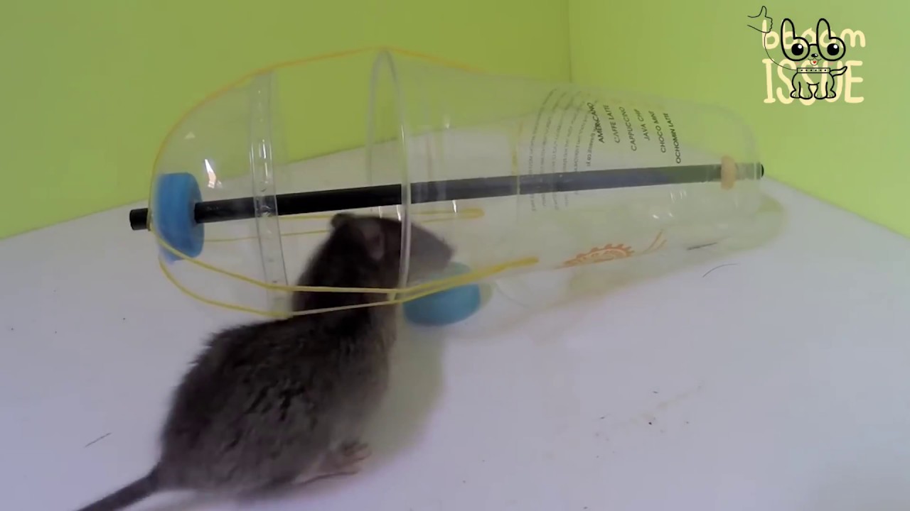 A collection of mouses grabbing new ways - YouTube