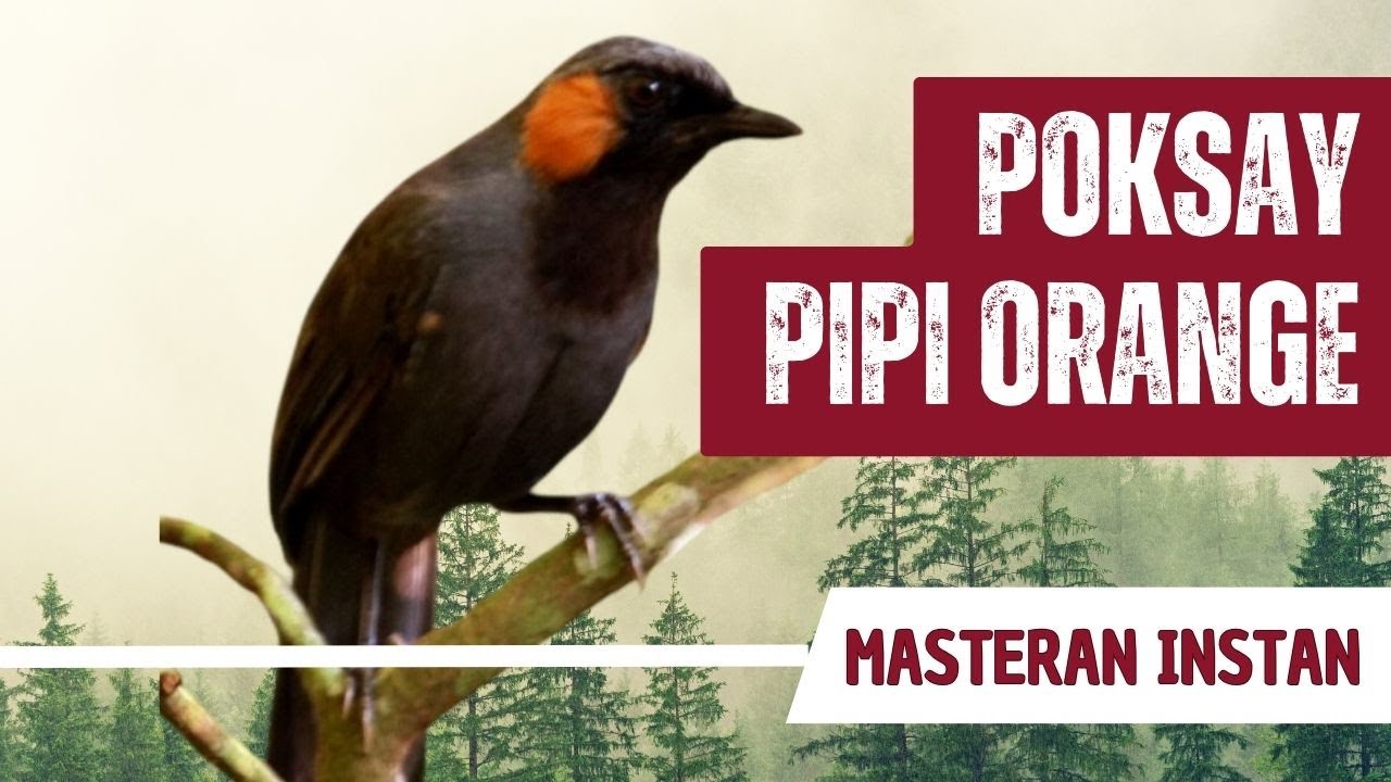 Masteran Poksay Pipi Orange Gacor Full Isian - YouTube