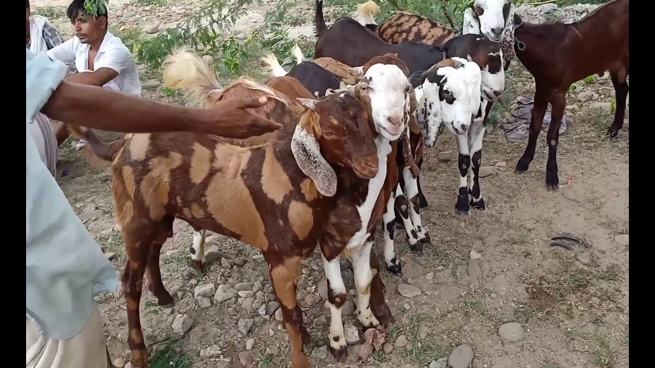 Rajasthan bakra Mandi tonk goat market live updet cover with Price 16 ...