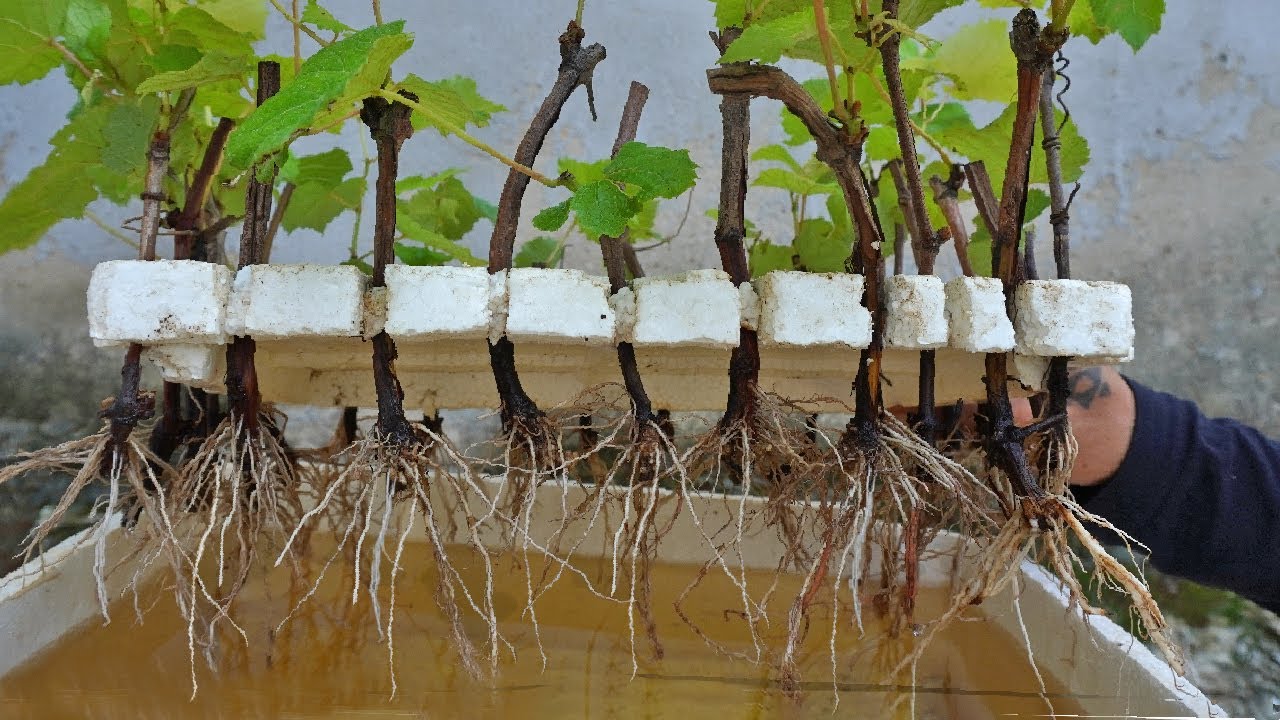 [Home Gardening] Propagate These 8 Plants in June–Super Fast & Massive ...