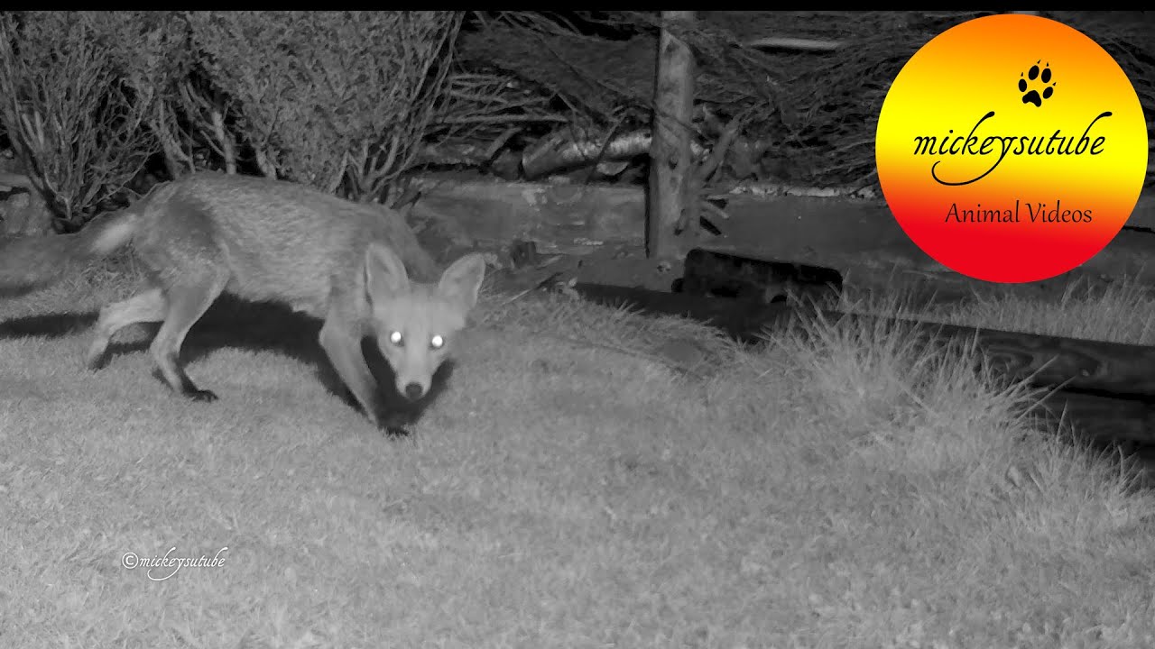 Young Fox Coming Into The Garden At Night (Brownings Trail Camera ...